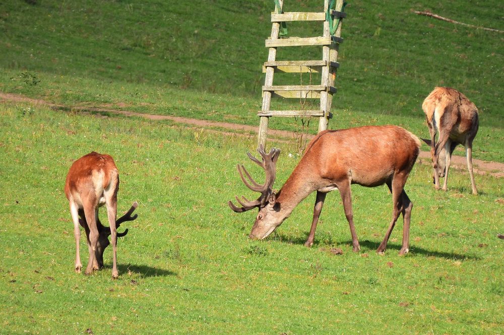 Hirsch mit stark entwickeltem Geweih Foto & Bild | natur, tiere ...