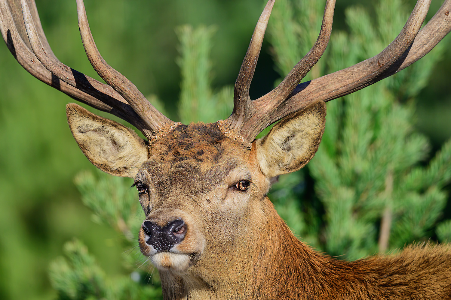 Hirsch Portrait Foto & Bild | tiere, wildlife, säugetiere Bilder auf ...