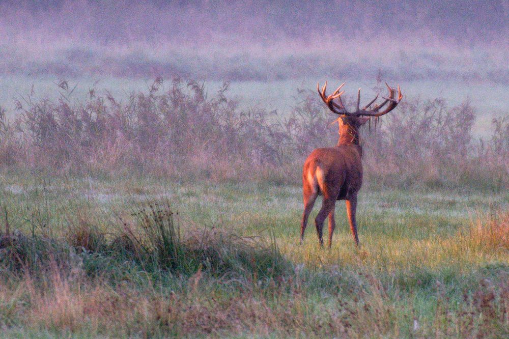 Hirsch_2023_09_15_071138__ber Foto & Bild | fotos, outdoor, natur Bilder auf fotocommunity