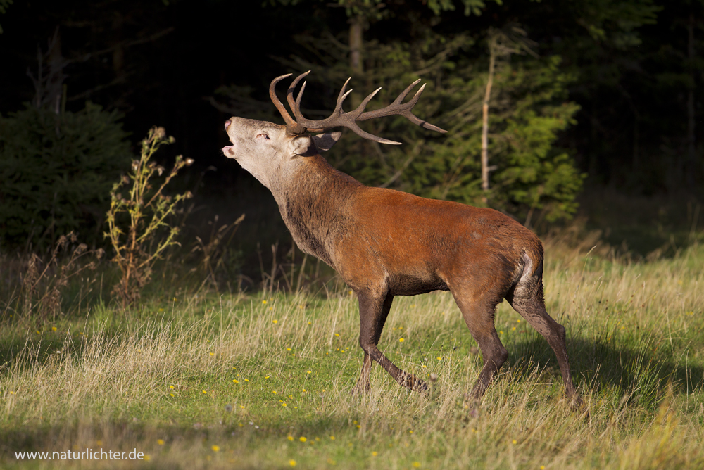 Hirschbrunft Foto & Bild | tiere, wildlife, säugetiere Bilder auf ...