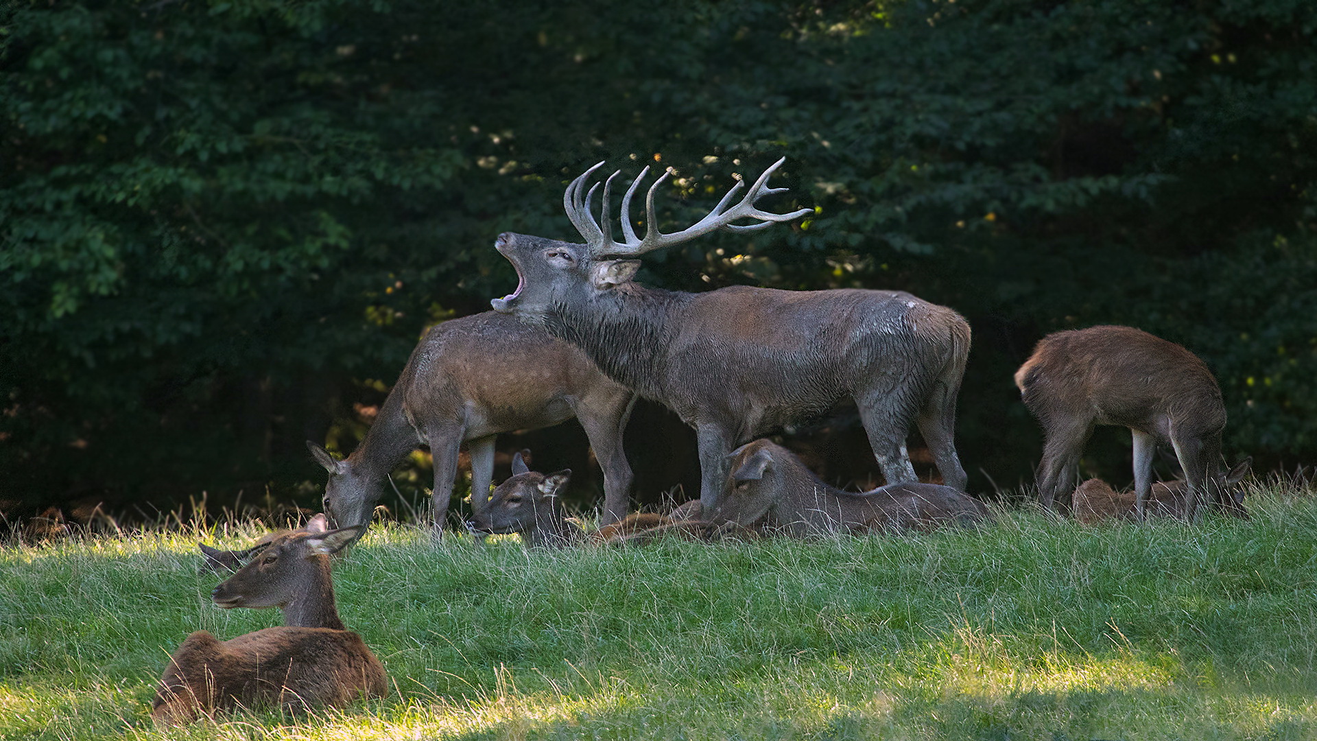 Hirsche 001 Foto & Bild | natur, landschaft, pflanzen Bilder auf ...