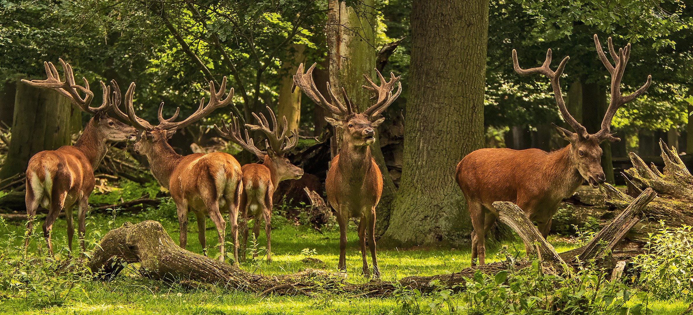 Hirsche 002 Foto & Bild | tiere, zoo, wildpark & falknerei, säugetiere ...