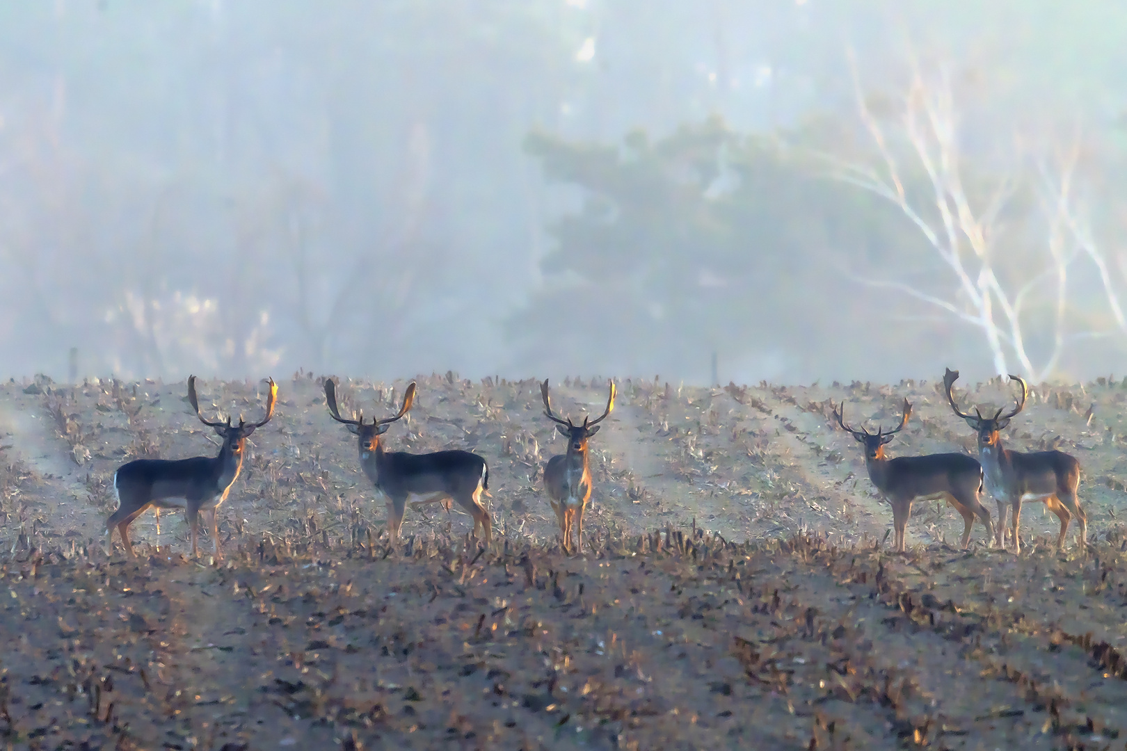 Hirsche beim "Habt Acht" Foto & Bild | tiere, wildlife, säugetiere ...