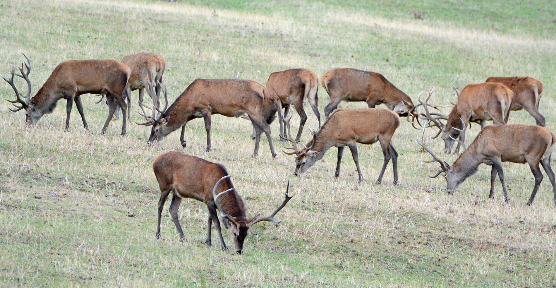 Hirsche fressen sich in der Feistzeit Kraft an für die bevorstehende ...