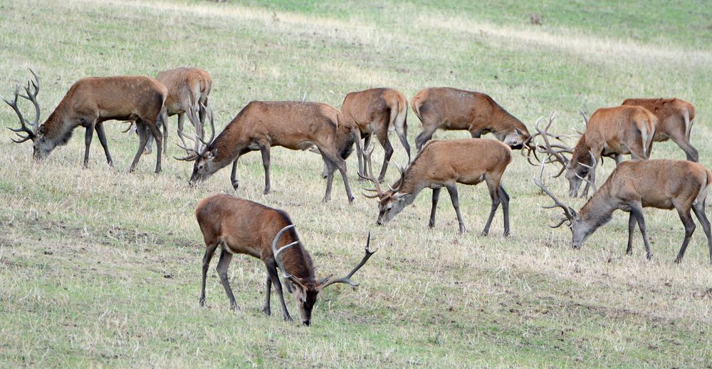 Hirsche fressen sich in der Feistzeit Kraft an für die bevorstehende ...