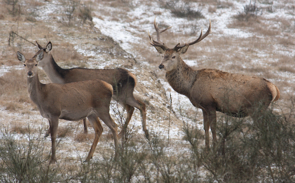 Hirschfamilie Foto & Bild | tiere, wildlife, säugetiere Bilder auf ...