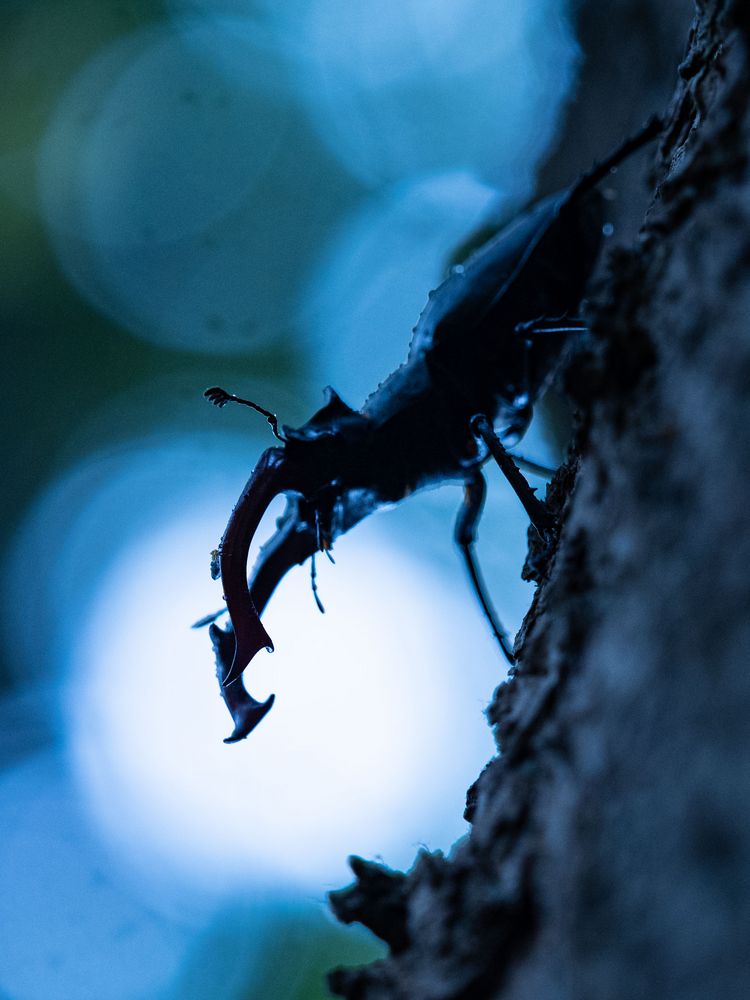 Hirschkäfer Foto & Bild | natur, insekten, tiere Bilder auf fotocommunity