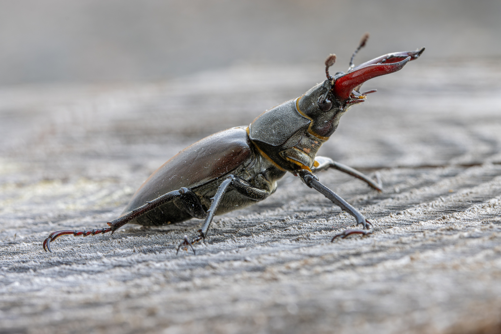 Hirschkäfer ( Lucanus cervus) Foto & Bild | tiere, wildlife, insekten ...