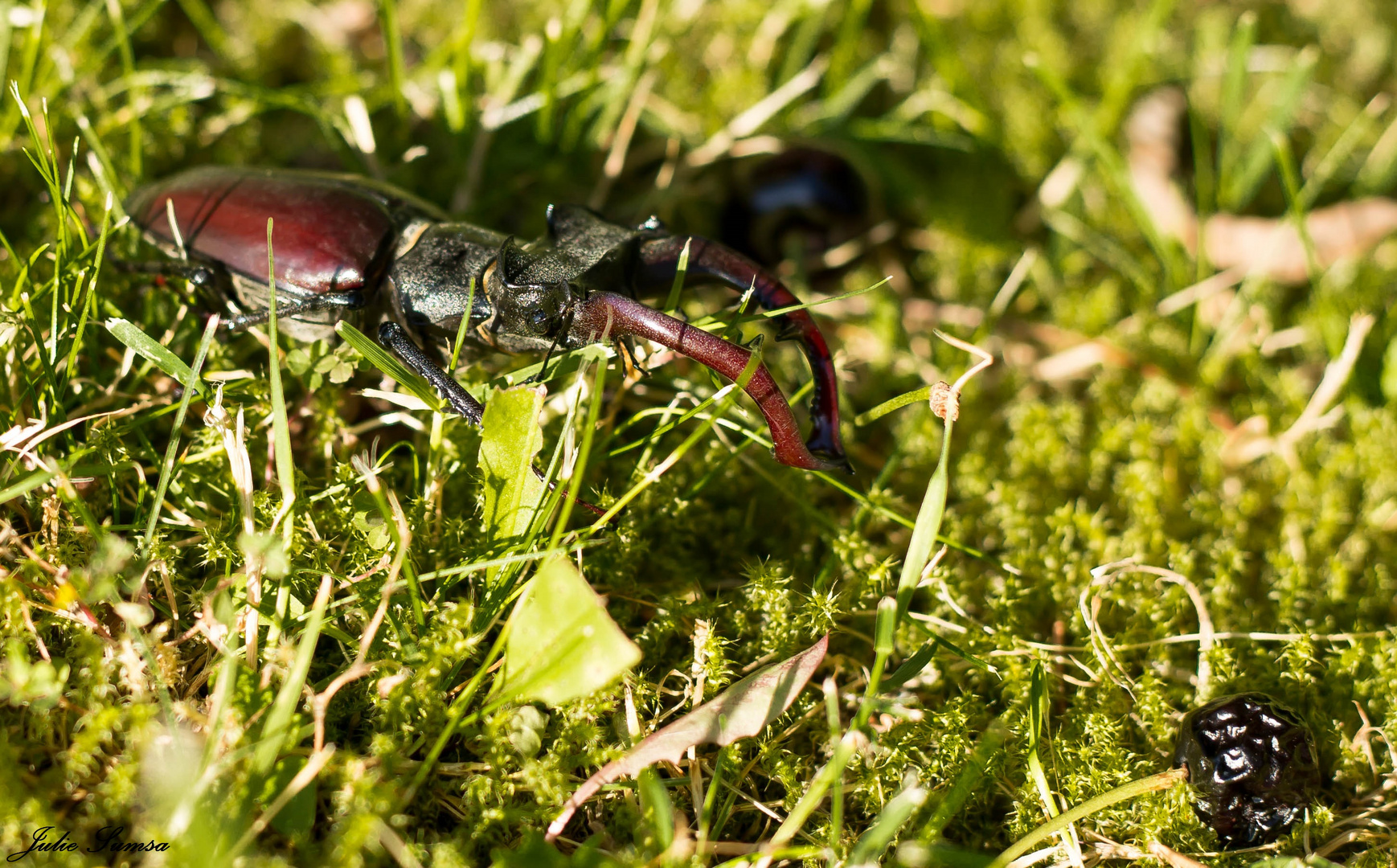 Hirschkäfer mit Kirsche Foto & Bild | tiere, wildlife, insekten Bilder ...