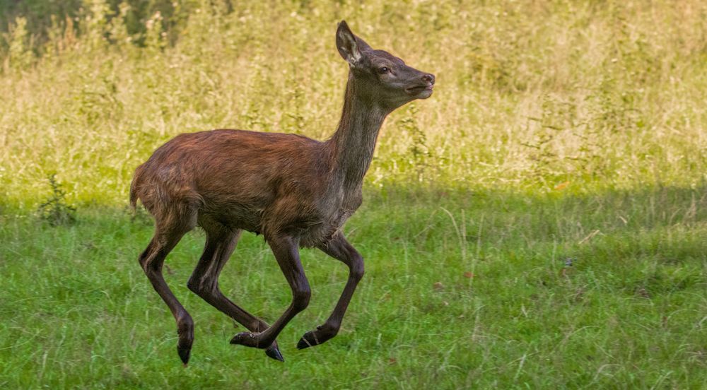Hirschkuh 001 Foto & Bild | deutschland, europe, nordrhein- westfalen ...