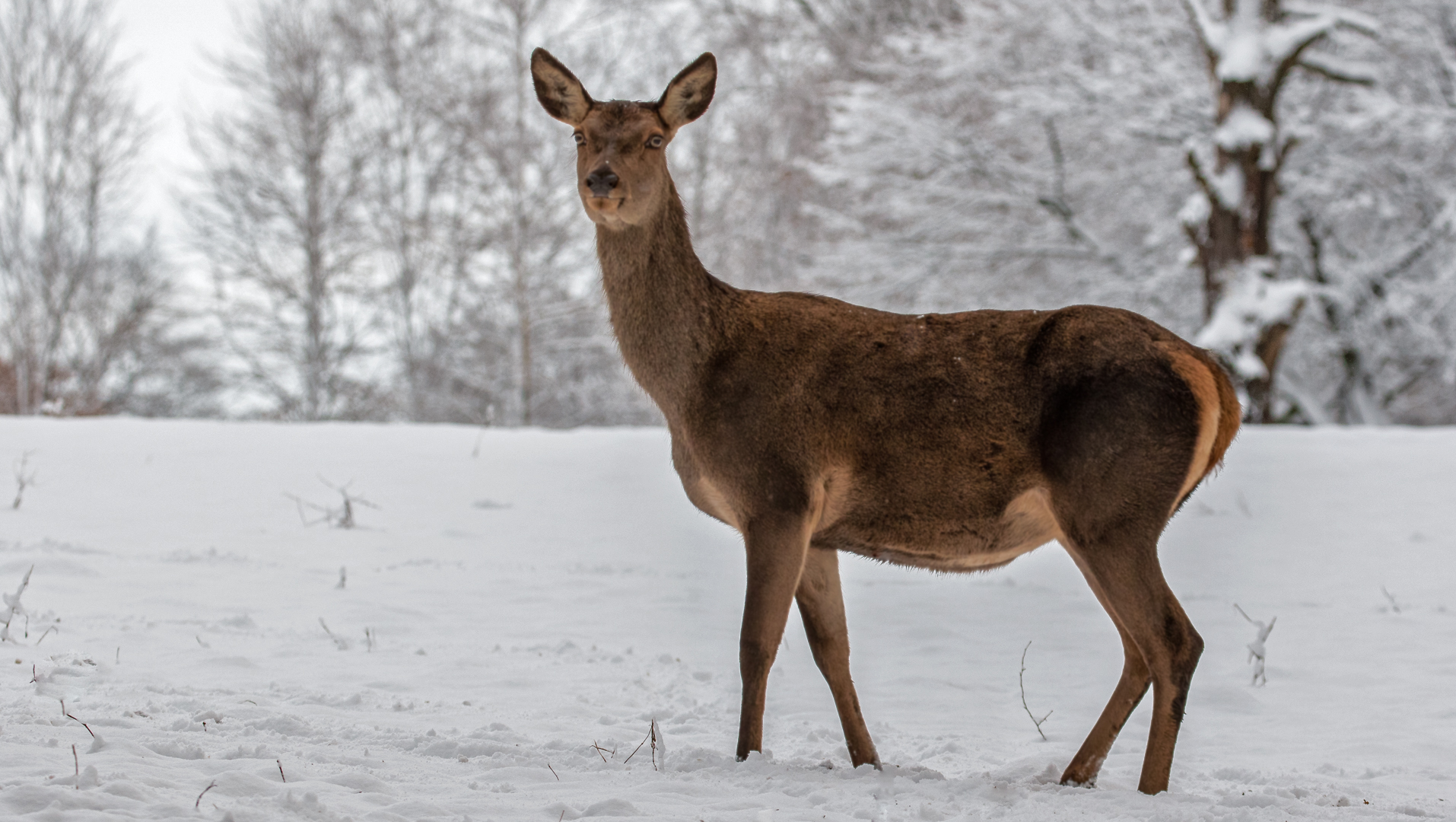 Hirschkuh 002 Foto & Bild | deutschland, europe, nordrhein- westfalen ...