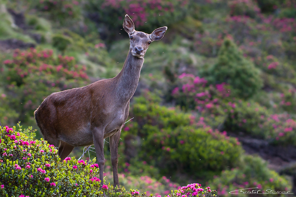Hirschkuh Foto & Bild | tiere, wildlife, säugetiere Bilder auf ...