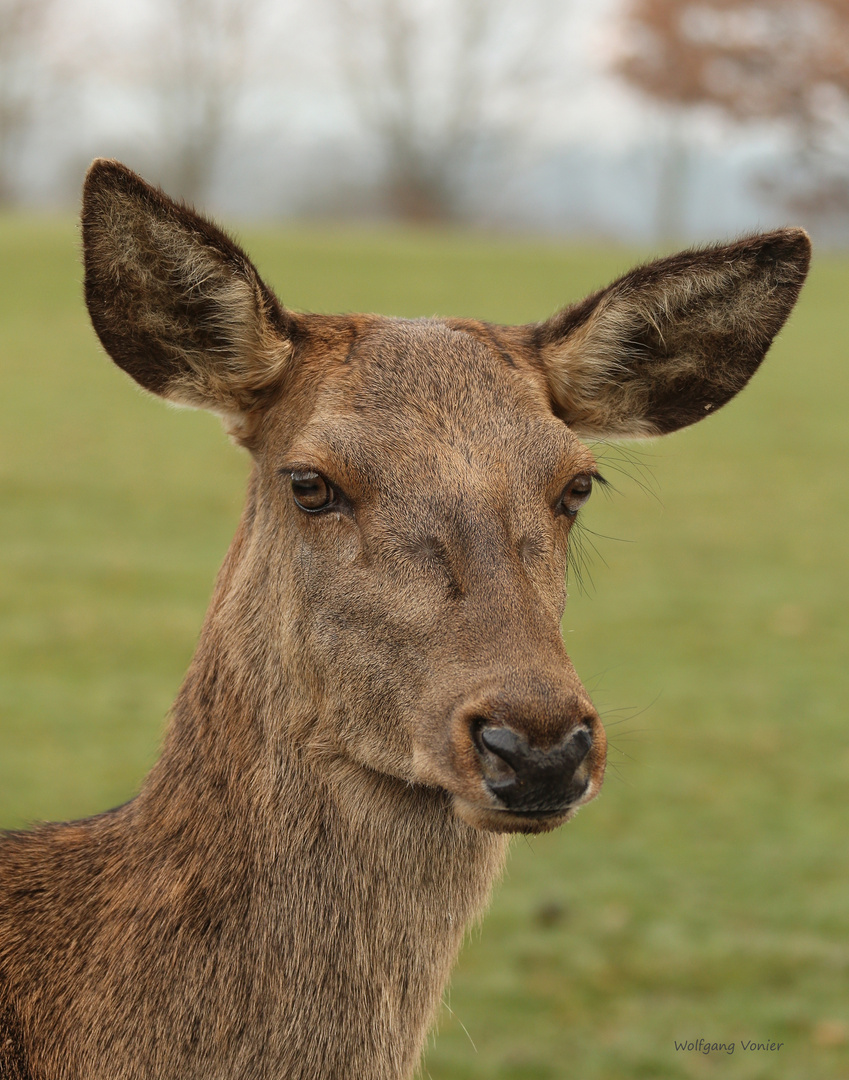 Hirschkuh Foto & Bild | makro, natur, macro Bilder auf fotocommunity