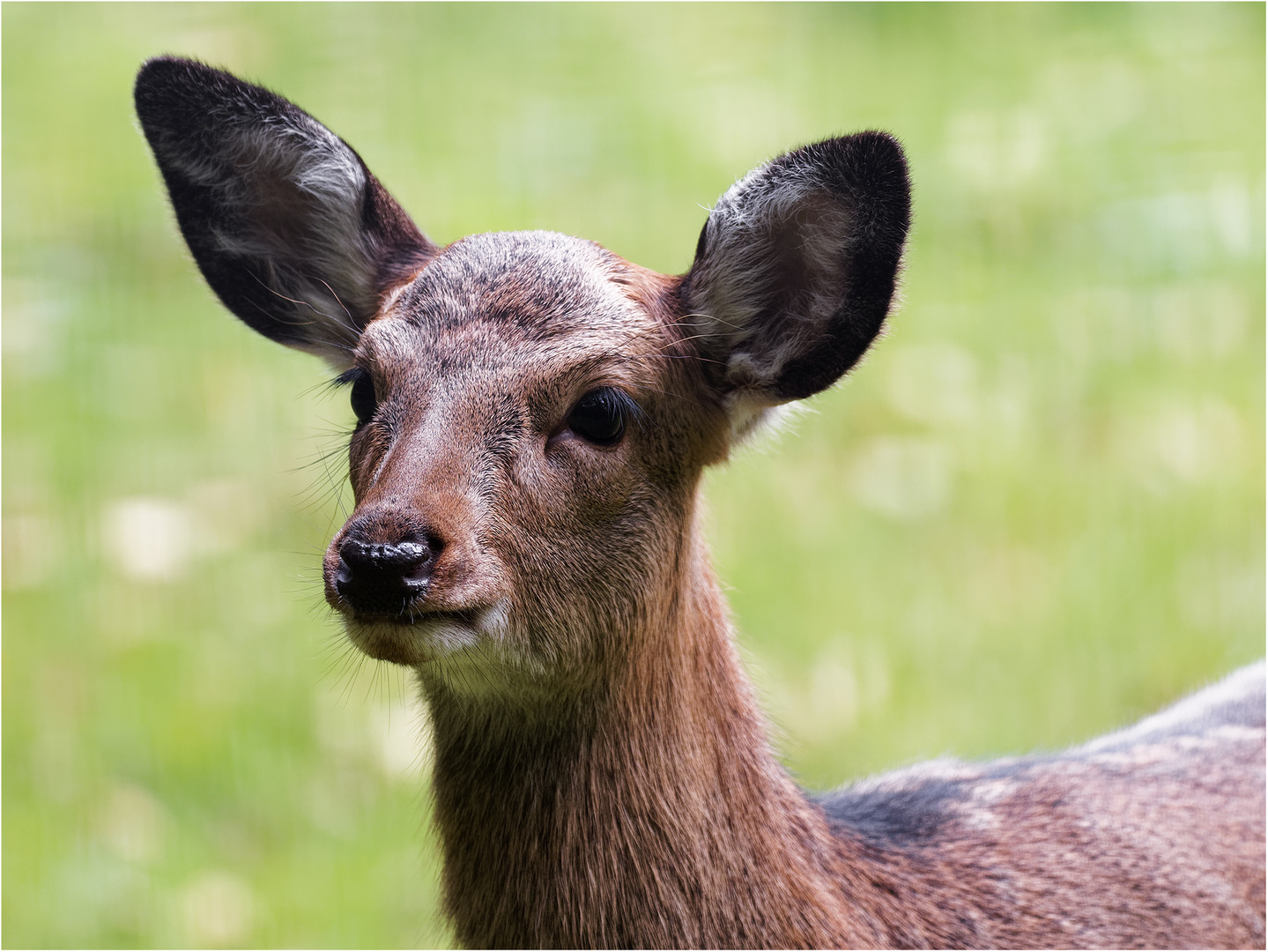 Hirschkuh Foto & Bild | hirschkuh, pflanzenfresser Bilder auf fotocommunity