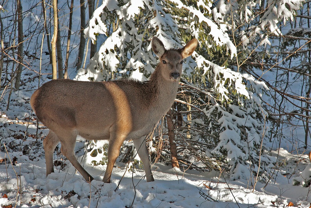 Hirschkuh Foto & Bild | tiere, zoo, wildpark & falknerei, säugetiere ...