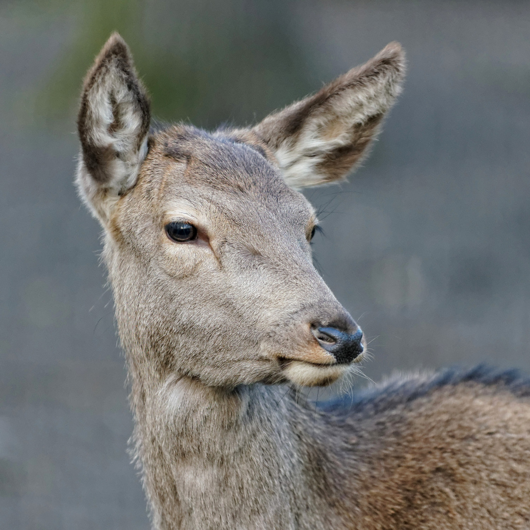 Hirschkuh Foto & Bild | tiere, zoo, wildpark & falknerei, säugetiere ...