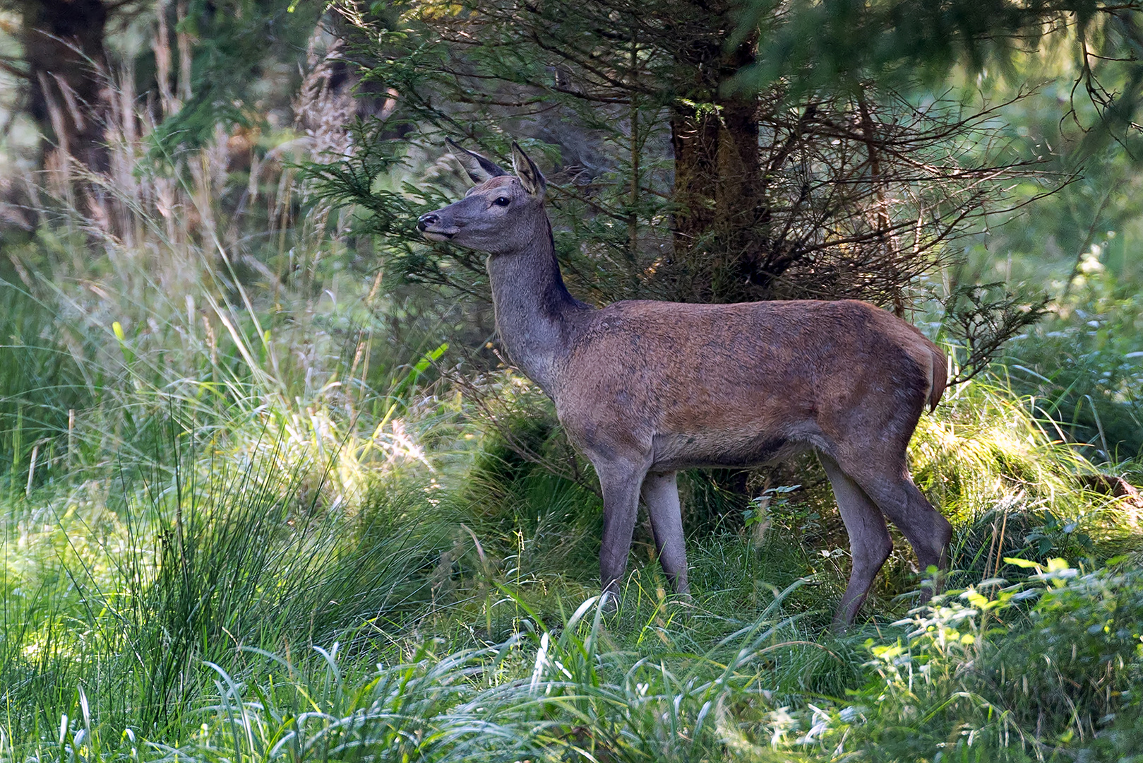 Hirschkuh Foto & Bild | tiere, wildlife, säugetiere Bilder auf ...