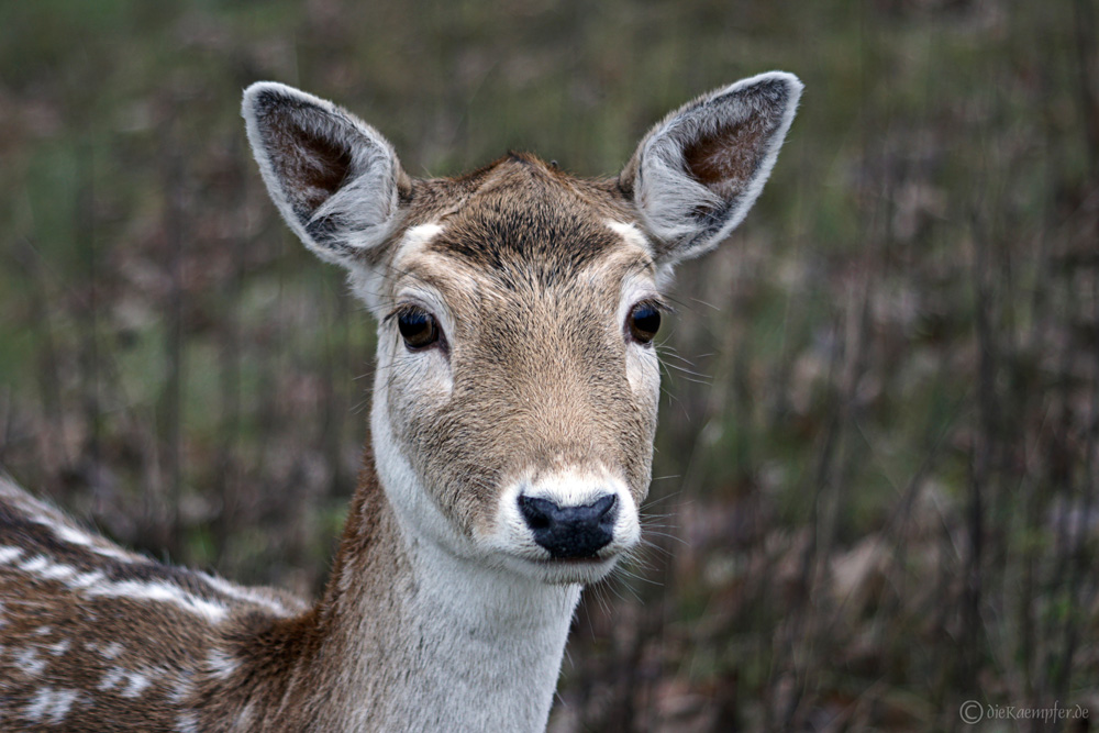 Hirschkuh Foto & Bild | tiere, wildlife, säugetiere Bilder auf ...