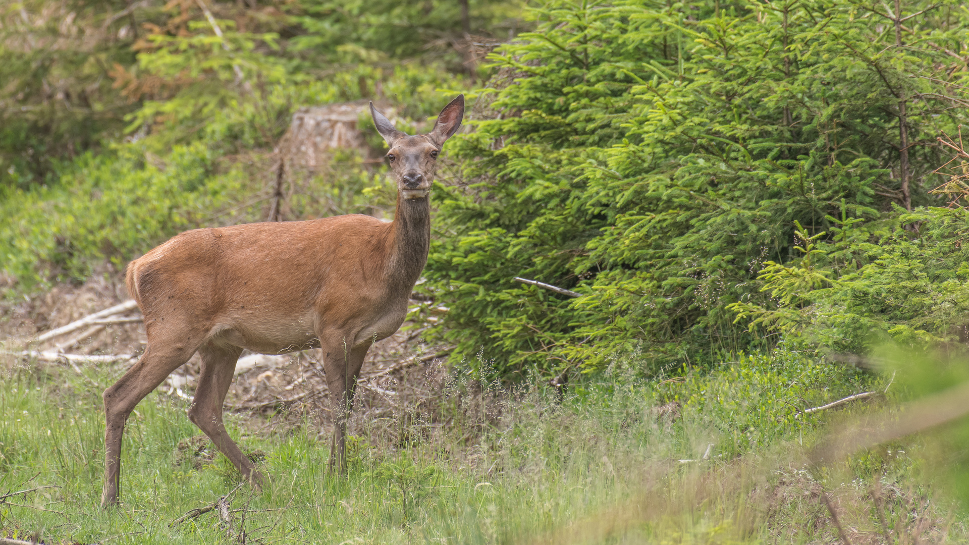 Hirschkuh am Wegesrand Foto & Bild | natur, tiere, wildlife Bilder auf ...