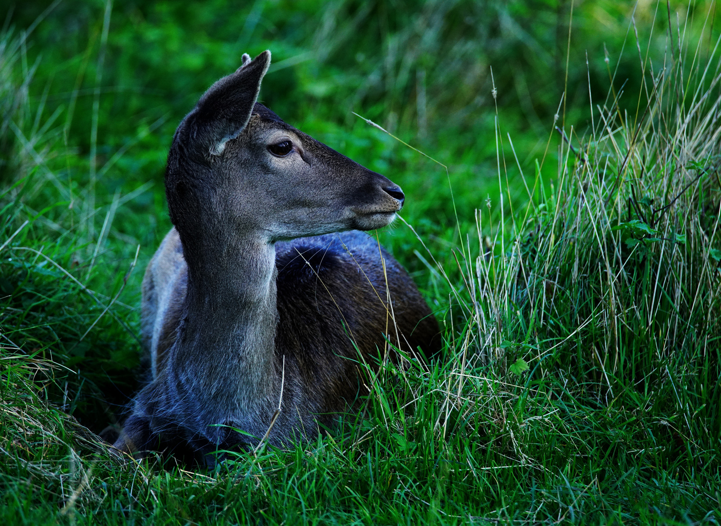 Hirschkuh. Foto & Bild | fotos, natur, kuh Bilder auf fotocommunity