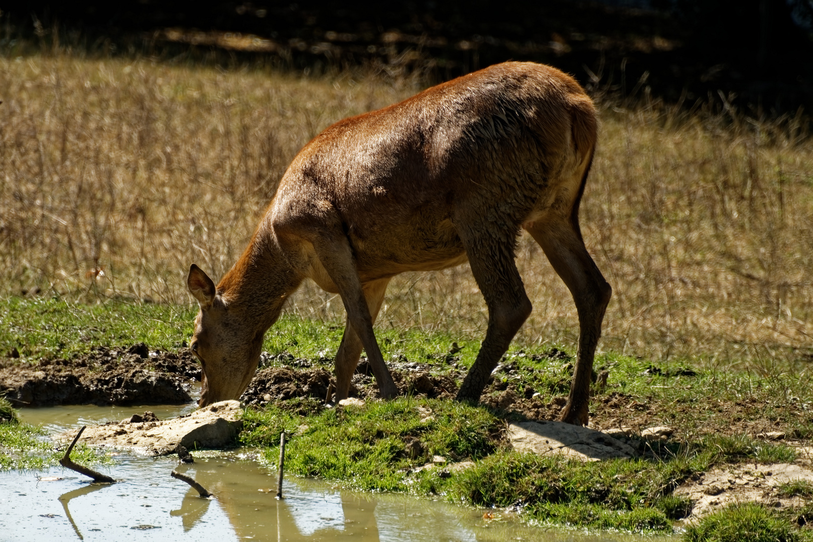 Hirschkuh Foto & Bild | tiere, zoo, wildpark & falknerei, säugetiere ...