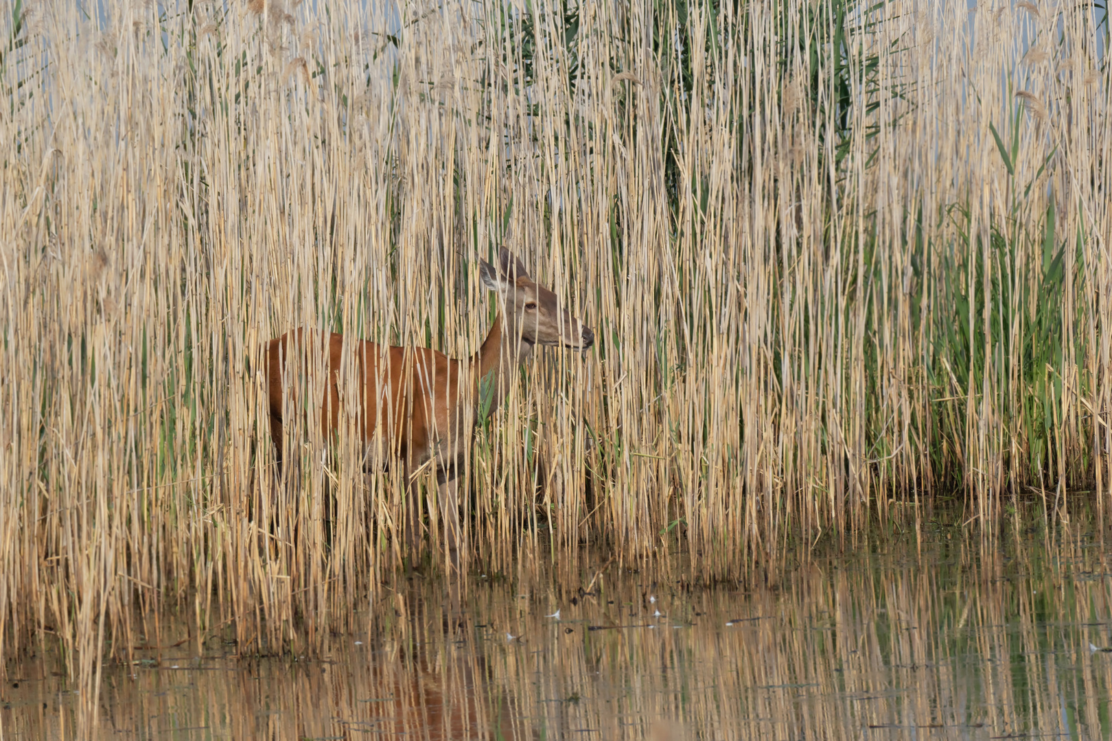 Hirschkuh (Cervus elaphus) Foto & Bild | schilf, teich, natur Bilder ...
