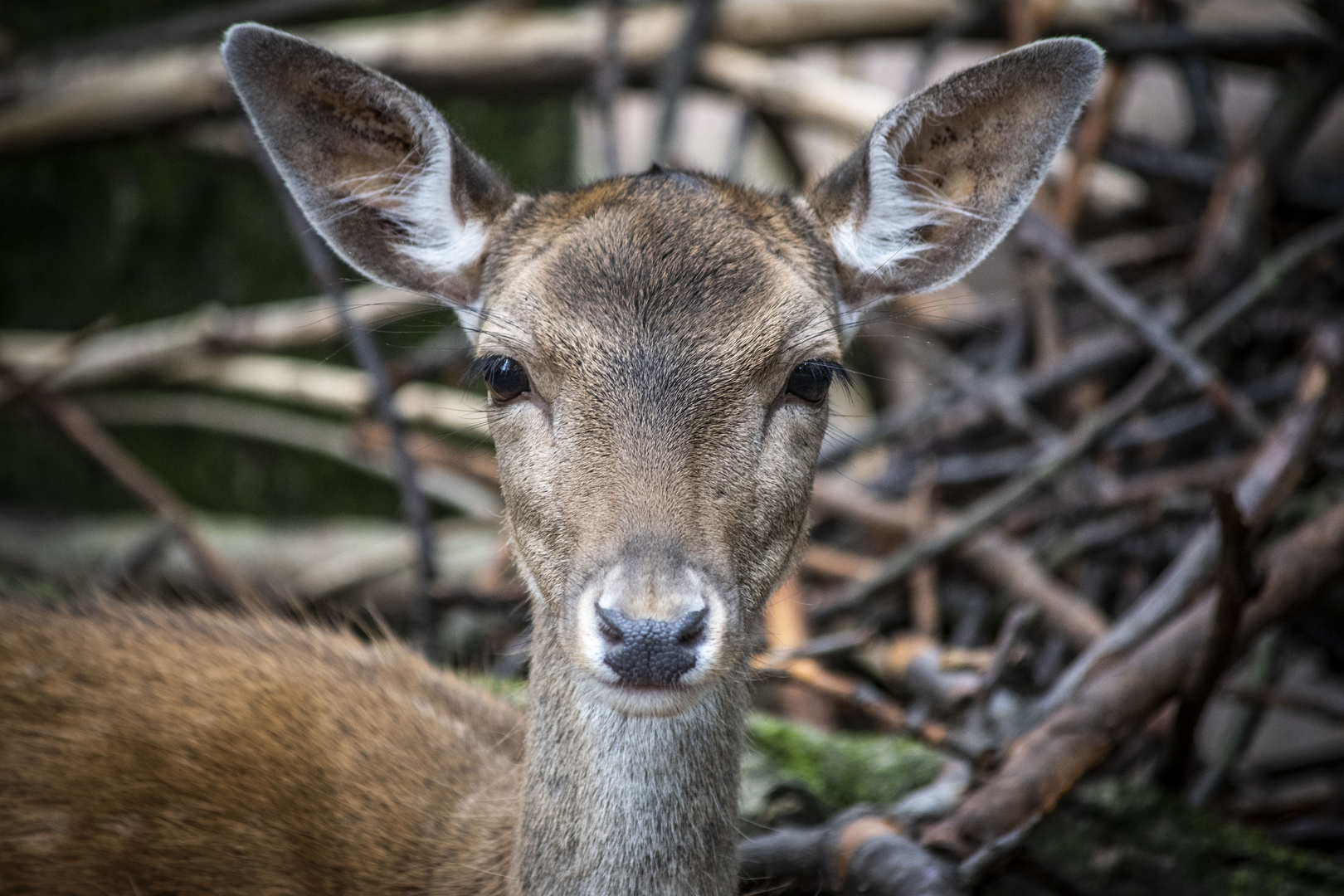 Hirschkuh Foto & Bild | wald, outdoor, natur Bilder auf fotocommunity
