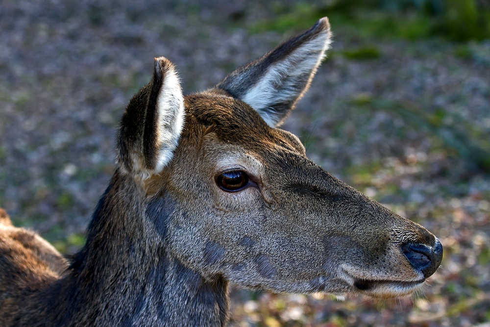 Hirschkuh Foto & Bild | tiere, wildlife, säugetiere Bilder auf ...