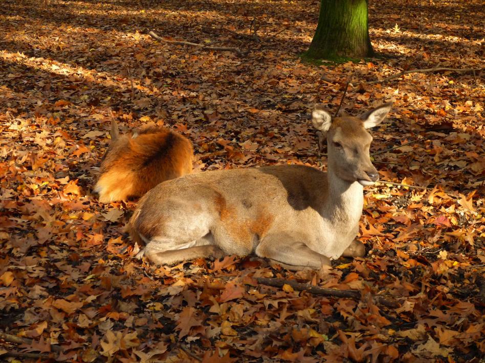 Hirschkuh Foto & Bild | tiere, wildlife, wildlife: sonstige tiere ...