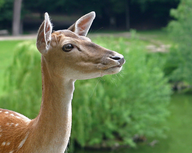 Hirschkuh Foto & Bild | tiere, zoo, wildpark & falknerei, säugetiere ...