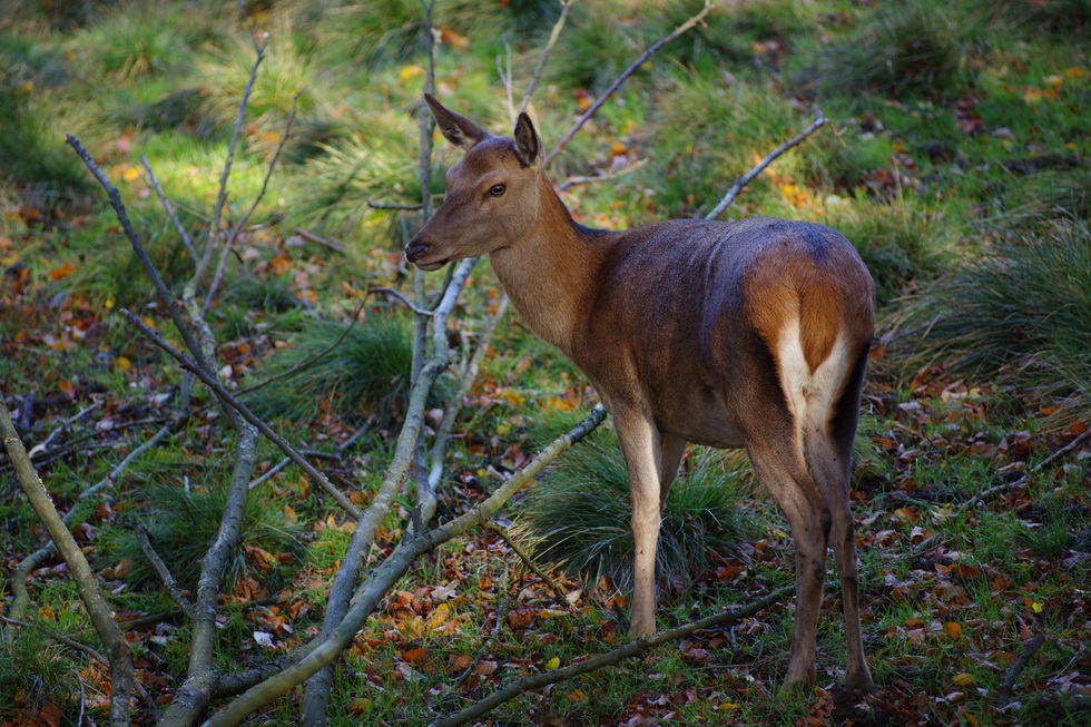 Hirschkuh im Herbst Foto & Bild | tiere, zoo, wildpark & falknerei ...