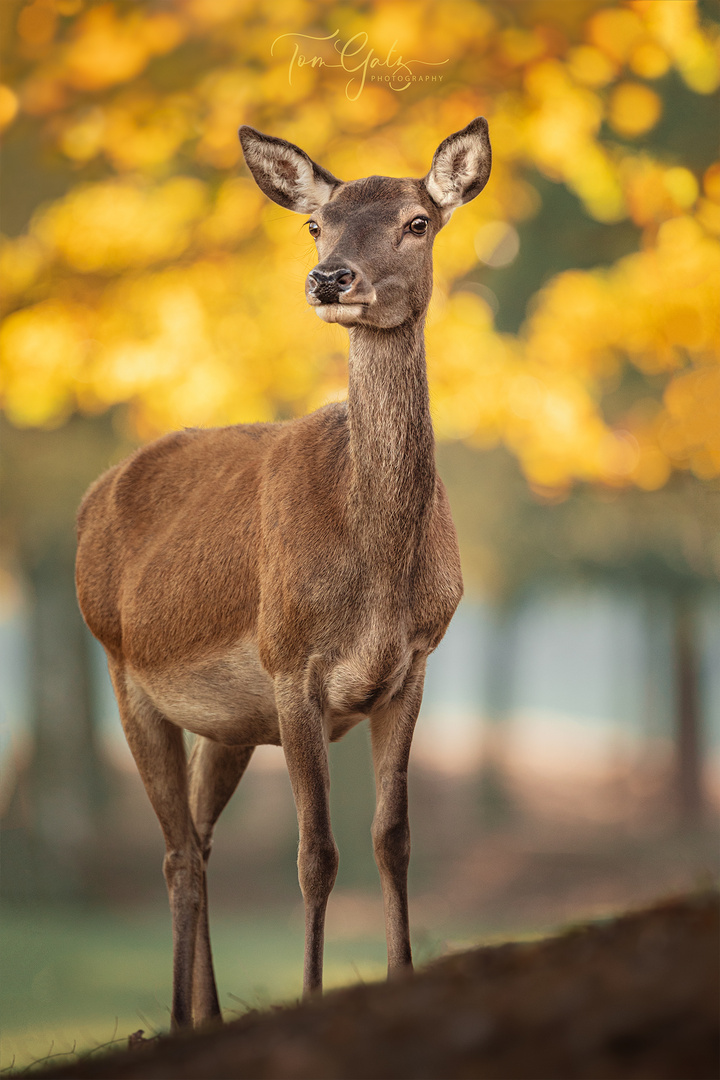 Hirschkuh im Licht Foto & Bild | canon, wald, natur Bilder auf ...