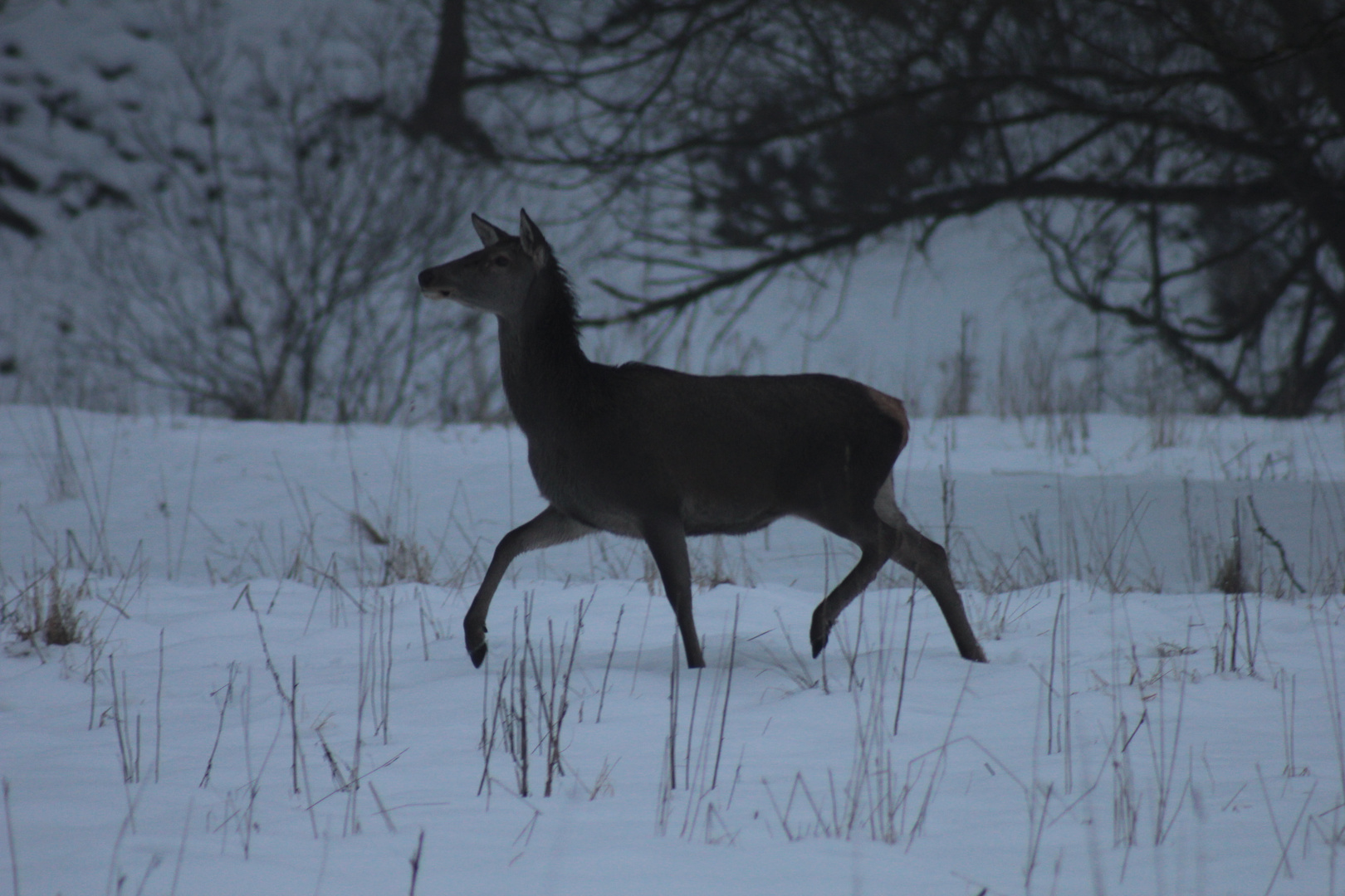 Hirschkuh im Schnee Foto & Bild | tiere, wildlife, säugetiere Bilder ...