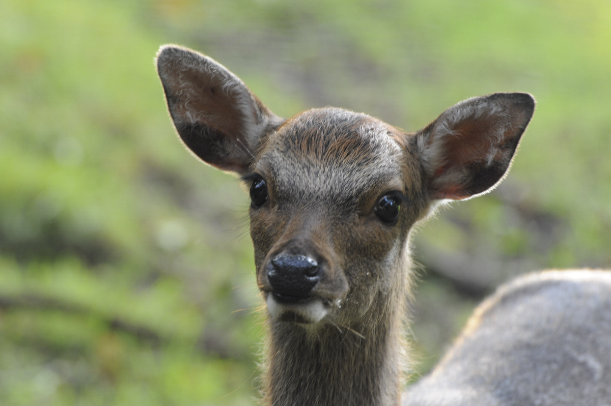 Hirschkuh im Wildpark Eekholt Foto & Bild | tiere, zoo, wildpark ...