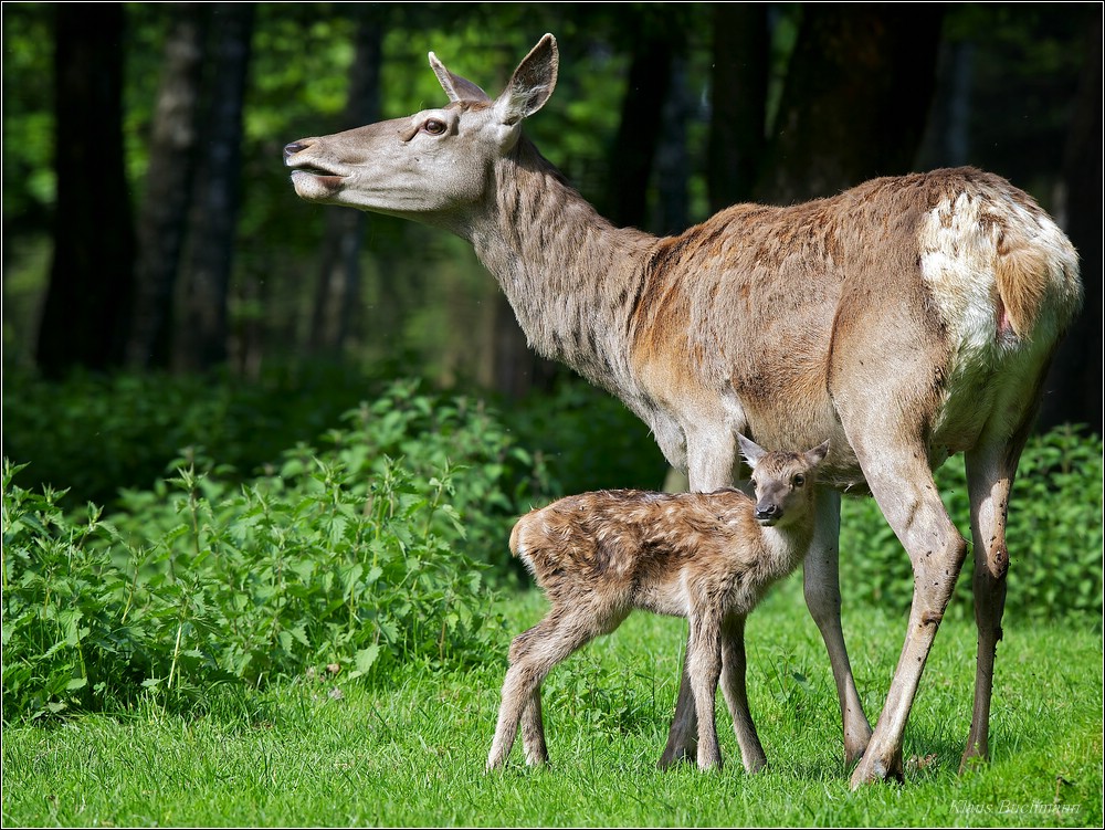 Hirschkuh mit Kälbchen Foto & Bild | tiere, zoo, wildpark & falknerei ...
