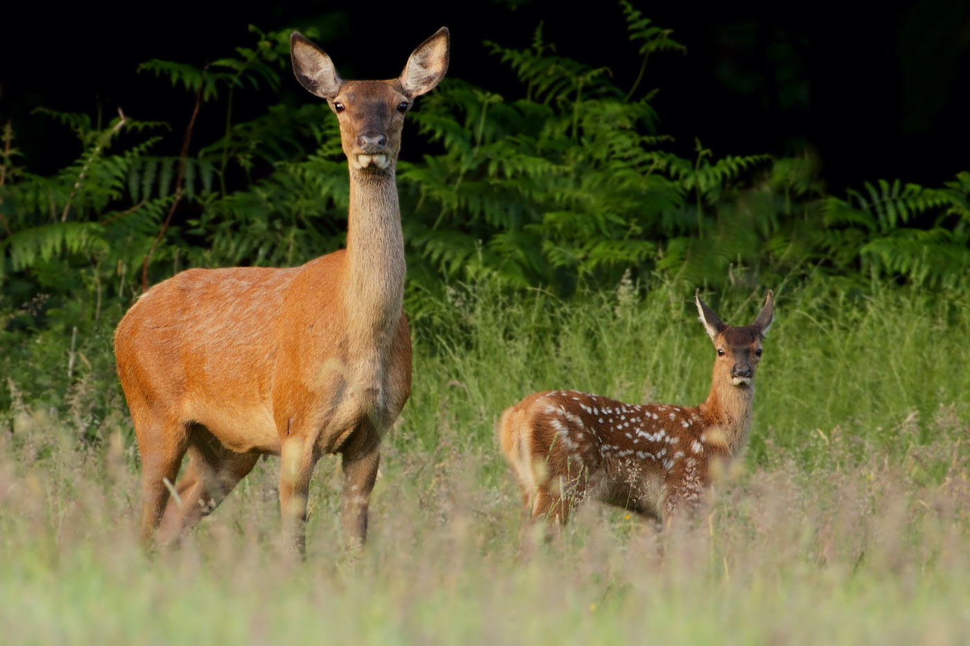 Hirschkuh mit Kalb Foto & Bild | tiere, wildlife, säugetiere Bilder auf ...