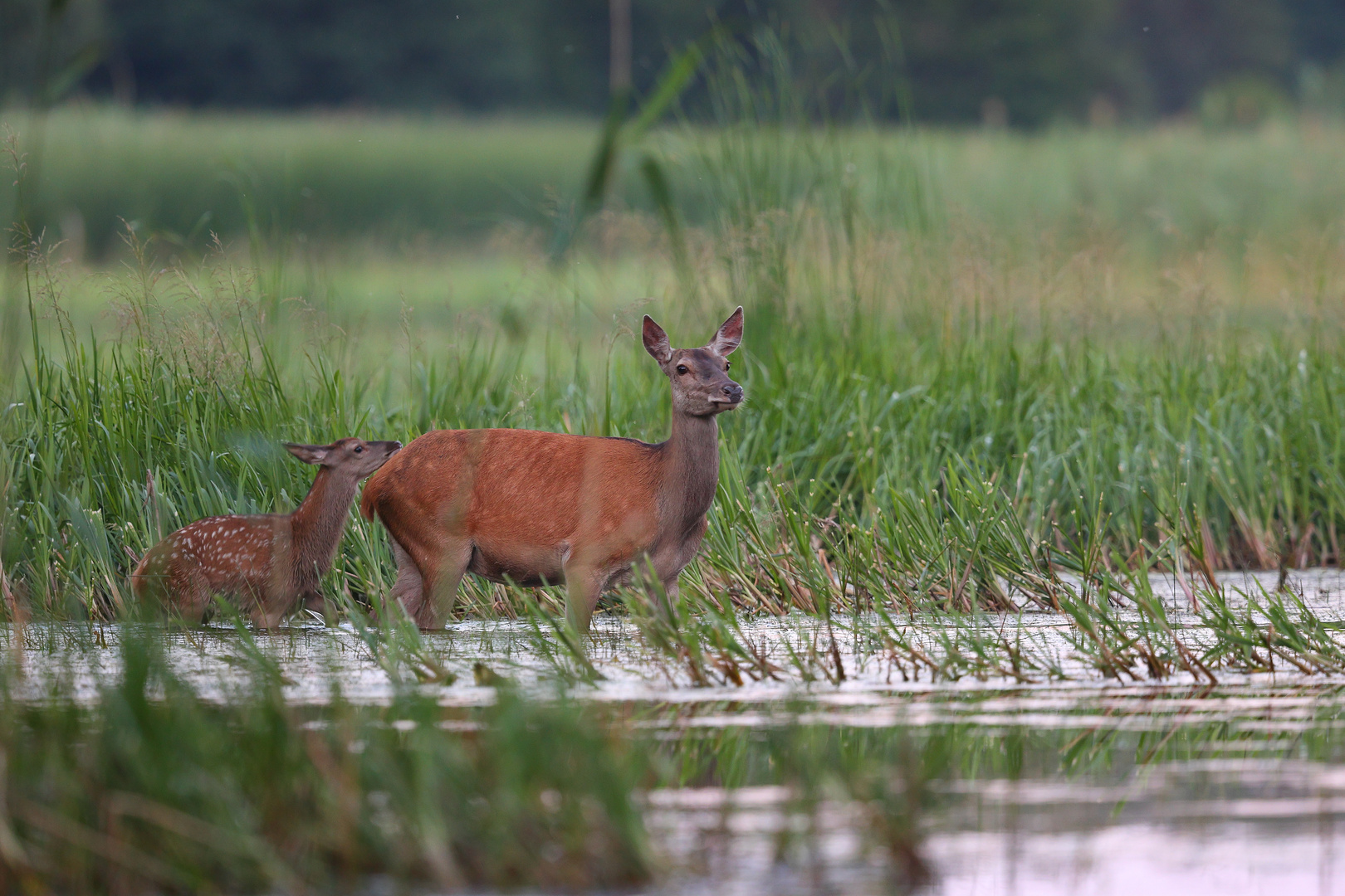 Hirschkuh mit Kalb Foto & Bild | wildlife, natur Bilder auf fotocommunity