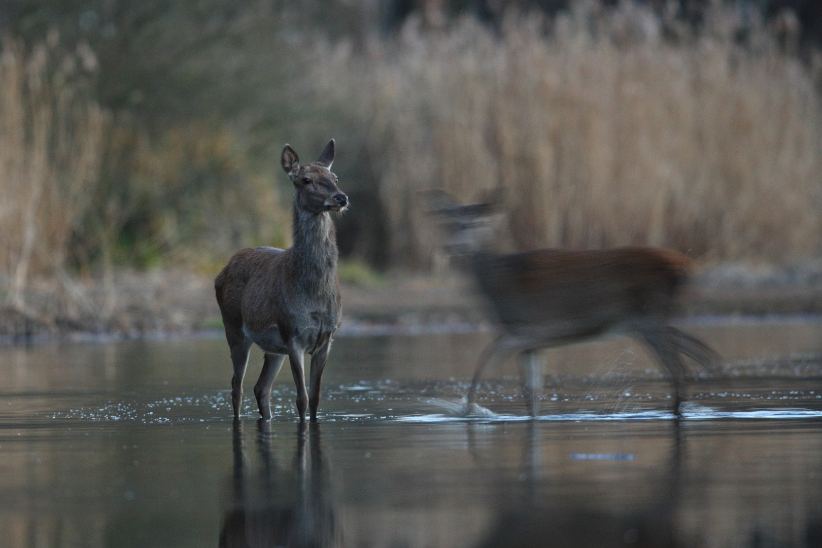 Hirschkuh mit Kalb Foto & Bild | natur, wildlife Bilder auf fotocommunity