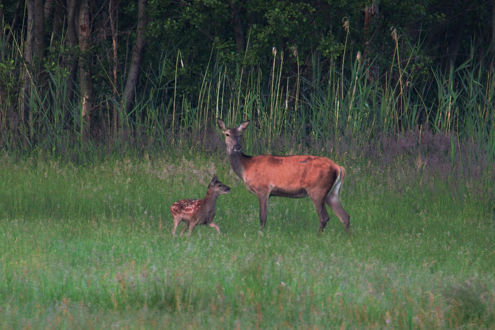Hirschkuh mit Kalb Foto & Bild | wald, wasser, schilf Bilder auf ...