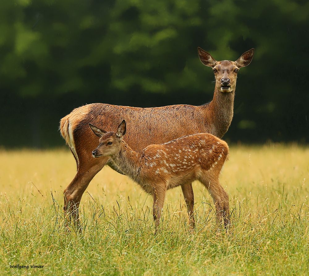 Hirschkuh mit Kitz Foto & Bild | tiere, zoo, wildpark & falknerei ...