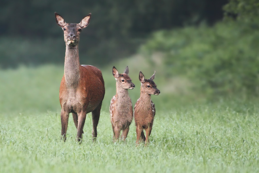 Hirschkuh mit zwei Junge Foto & Bild | tiere, tierkinder, natur Bilder ...