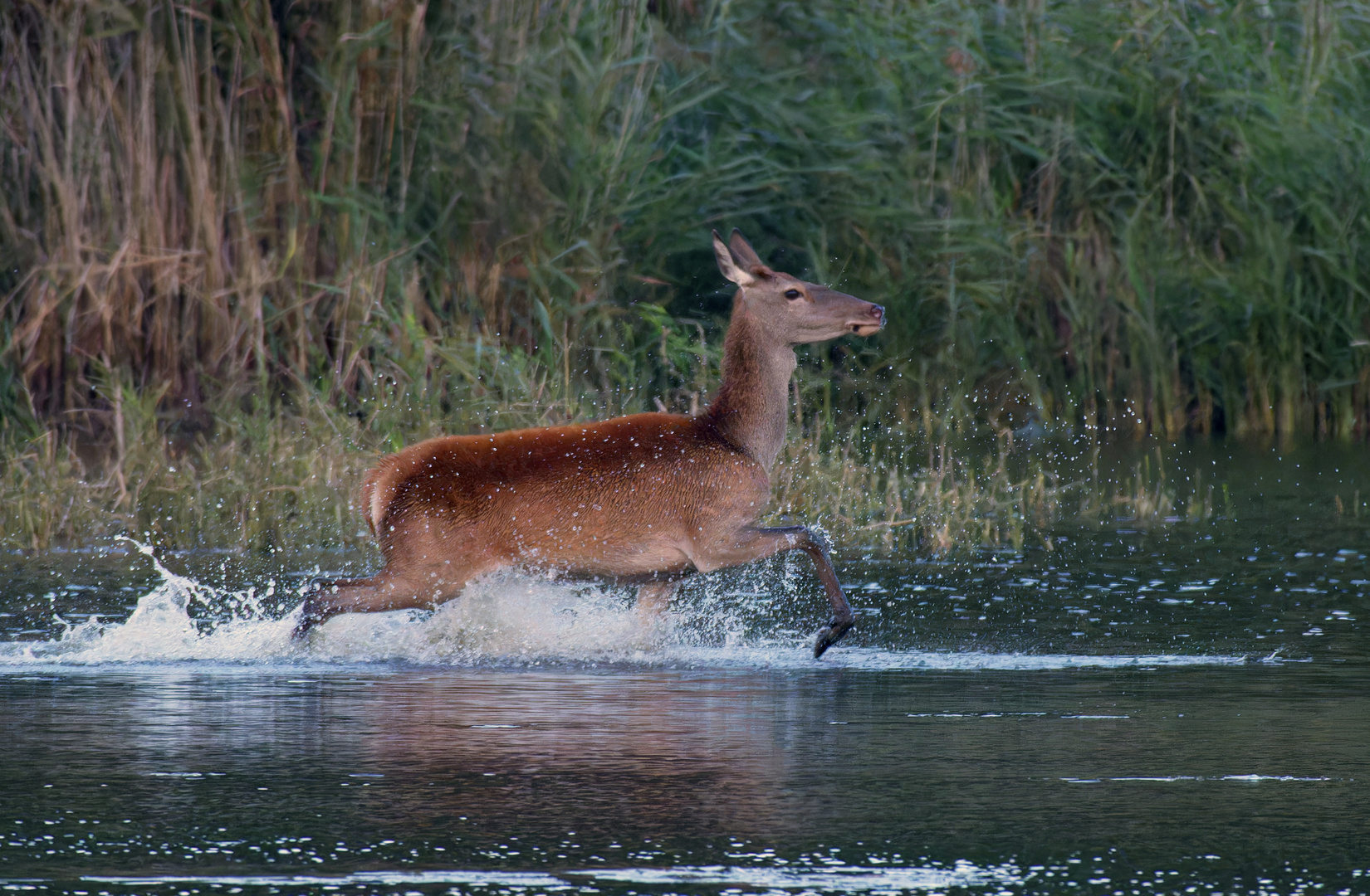 Hirschkuh - Zeit der Hirschbrunft Foto & Bild | world, natur, herbst ...