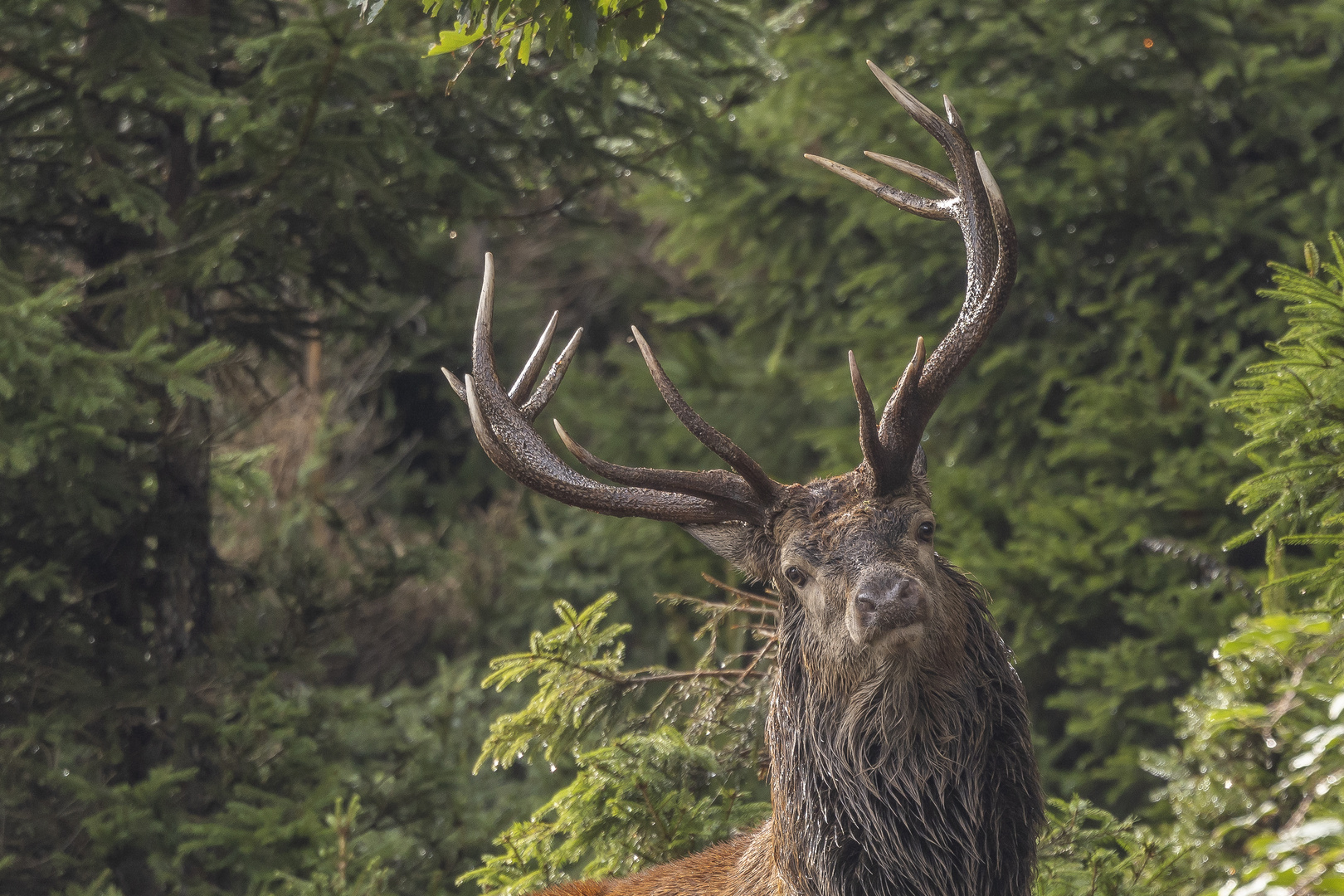 Hirschmodel Foto & Bild | natur, tiere, wildlife Bilder auf fotocommunity