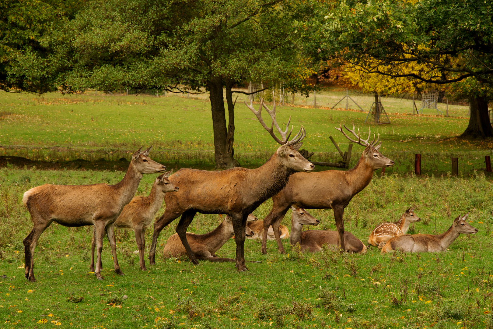 Hirschrudel Tierpark Bad harzburg Foto & Bild | tiere, zoo, wildpark ...