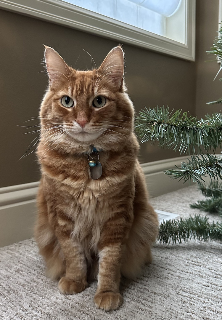 His Royal Highness, King Cheddar the First Foto & Bild | tiere, haustiere, katzen Bilder auf ...