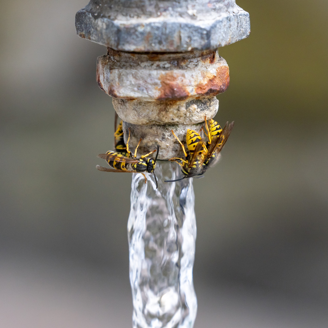 Hitzewelle Foto & Bild | tiere, wildlife, insekten Bilder auf fotocommunity