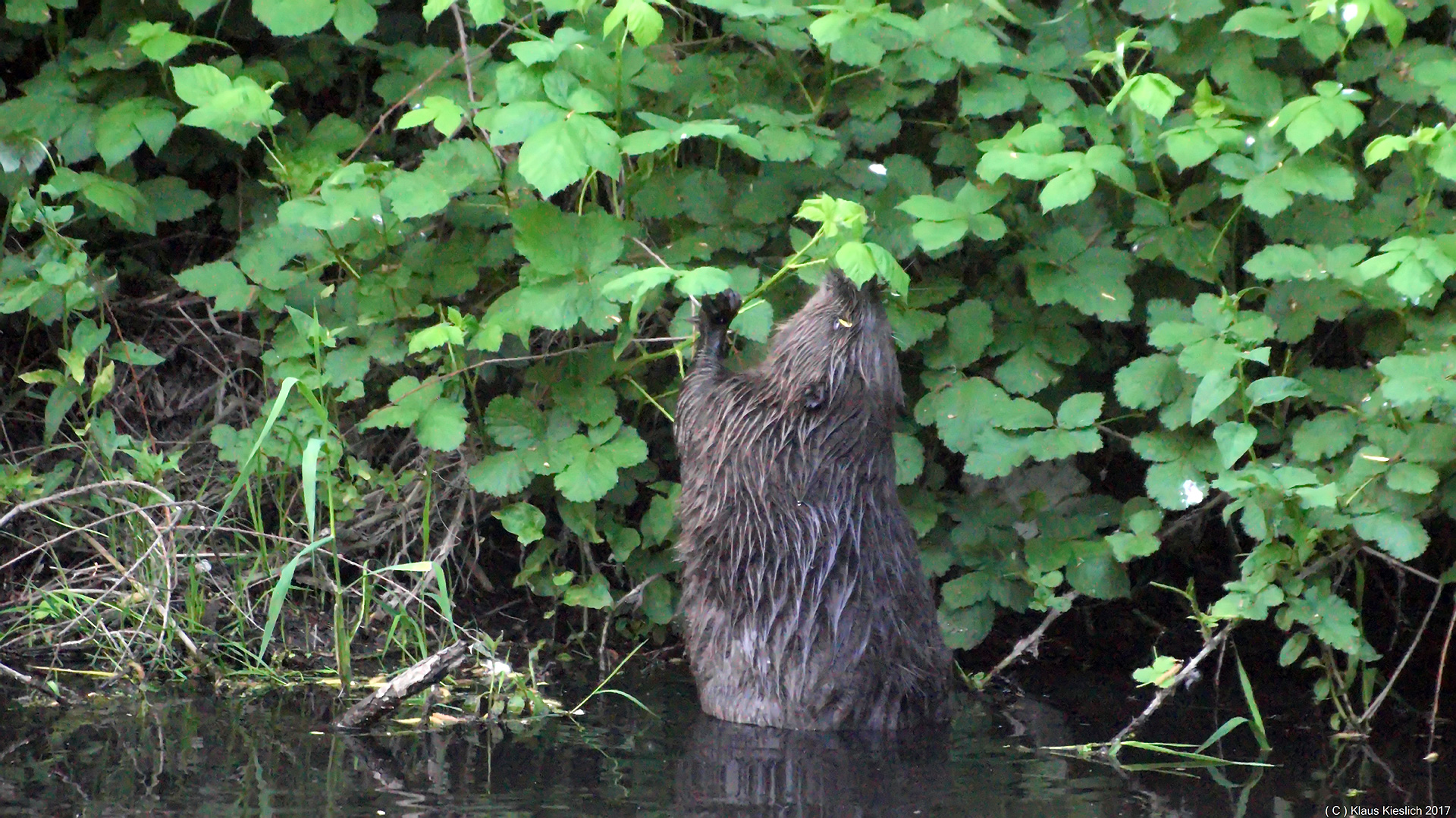 Hm,Brombeerblätter...legga legga Foto & Bild | natur, tiere, wildlife ...