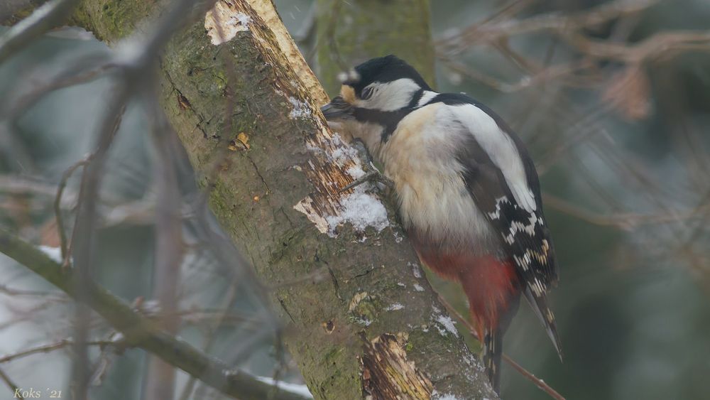 Hmm - Uh - Schitte Foto & Bild | tiere, wildlife, wild lebende vögel ...