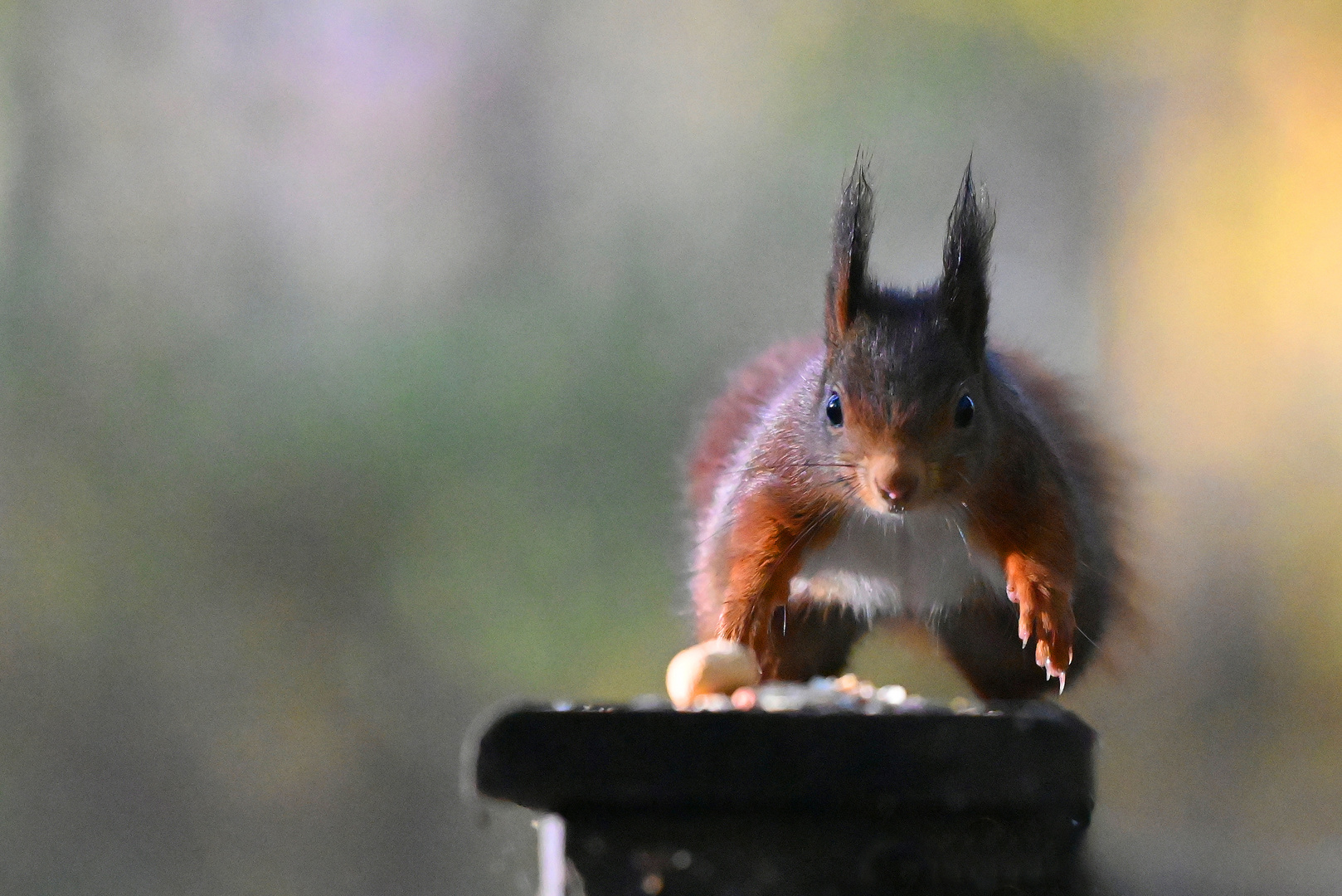Hmmmh - lecker Foto & Bild | tiere, wildlife, sonstiges Bilder auf ...