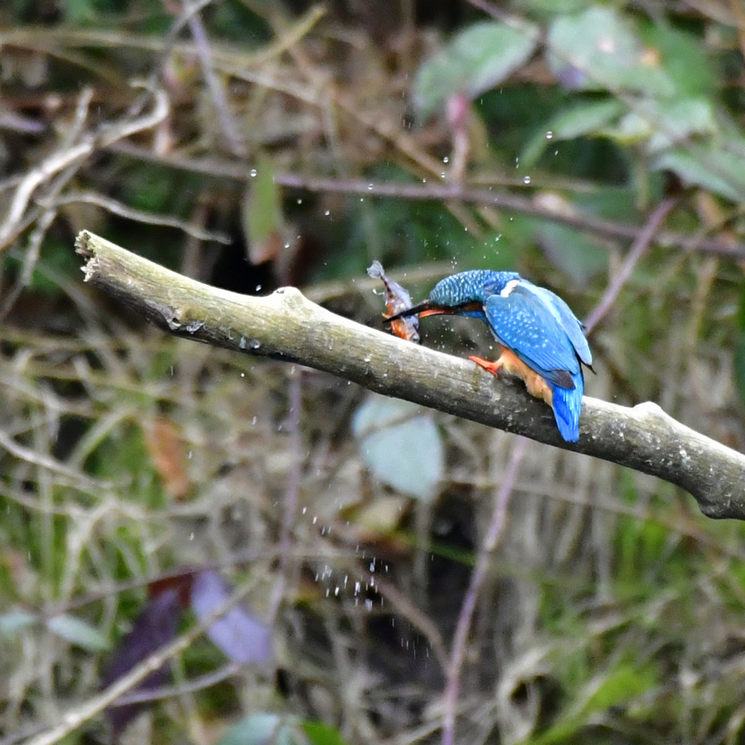 Hmmmh - lecker Fisch - Eisi hat Beute gemacht Foto & Bild | tiere ...